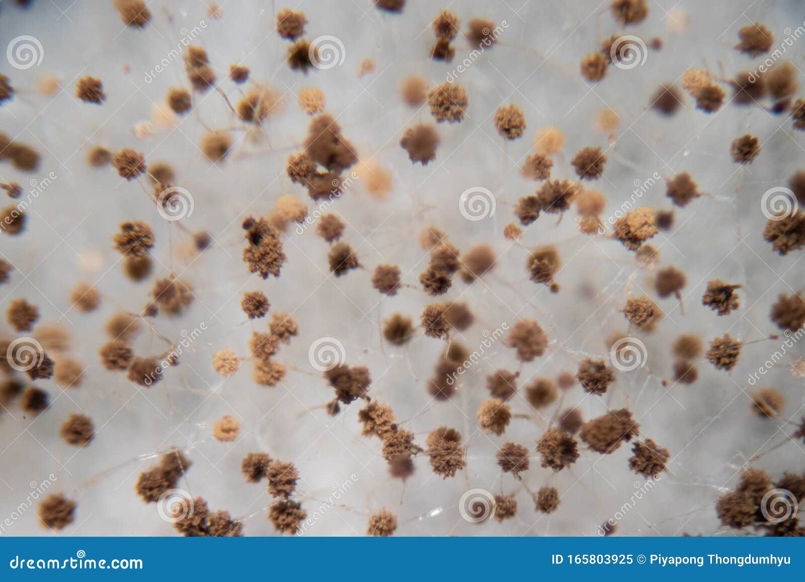 Rhizopus Bread Mold Under the Microscope. Stock Image - Image of decay, common: 165803925