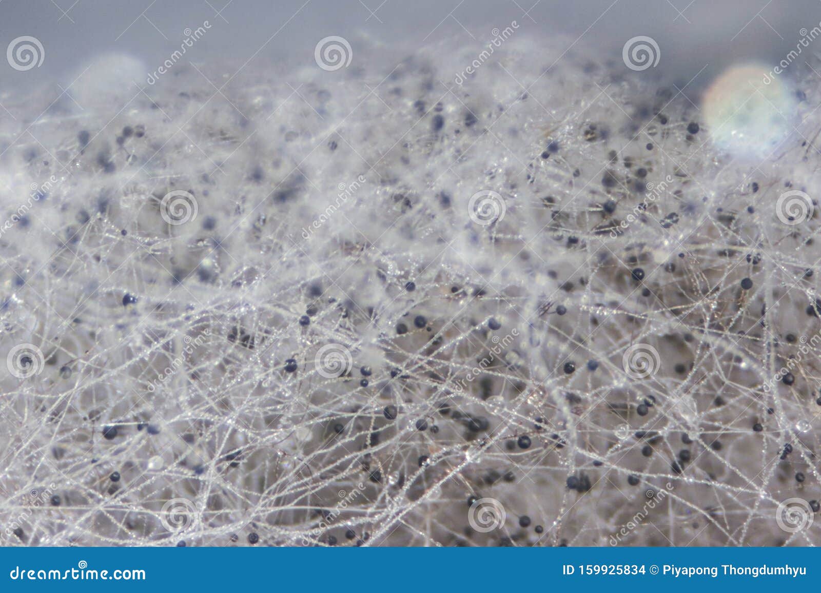 Rhizopus Bread Mold Under the Microscope. Stock Photo - Image of ...