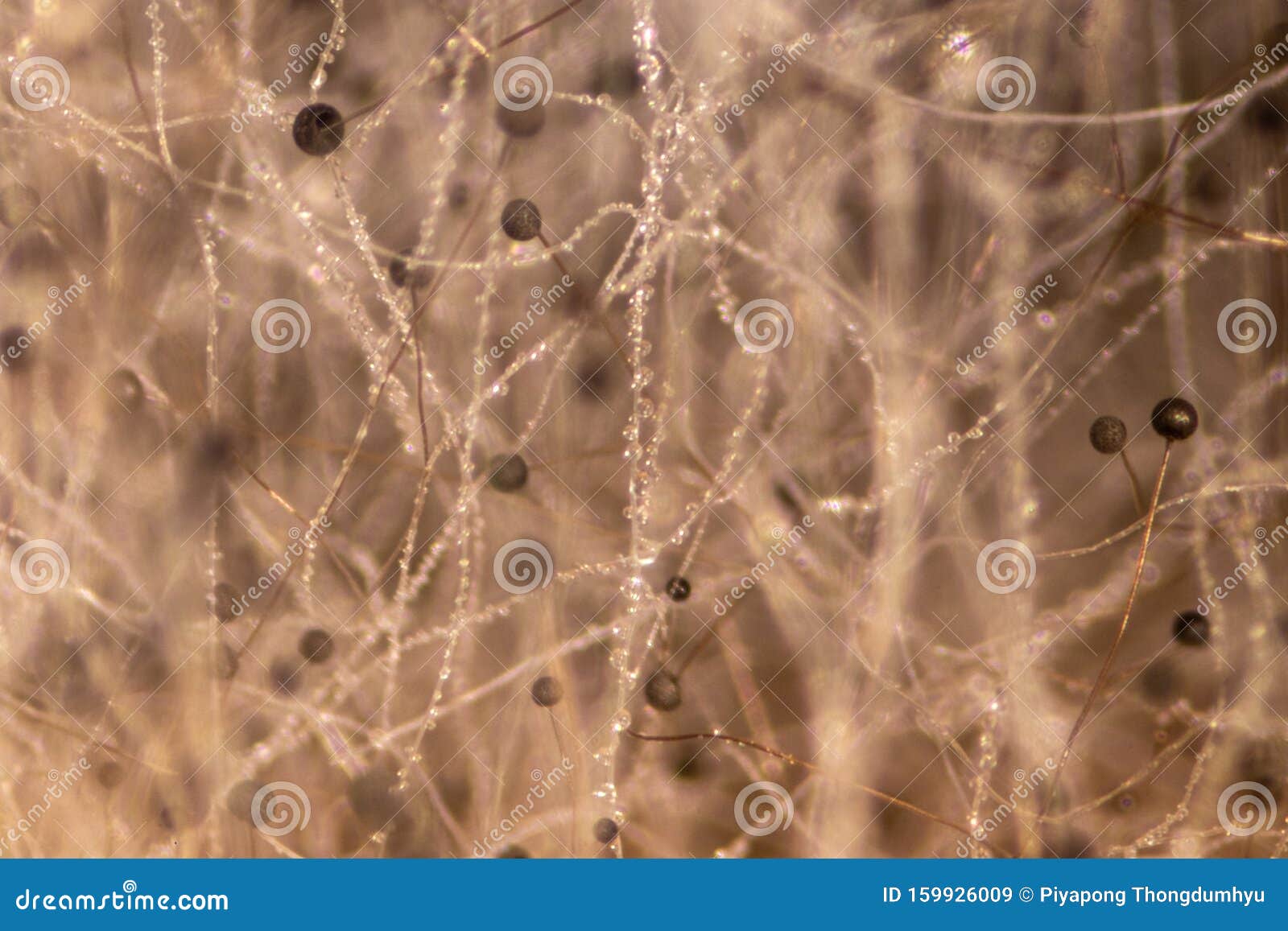 Rhizopus Bread Mold Under the Microscope. Stock Image - Image of micro ...