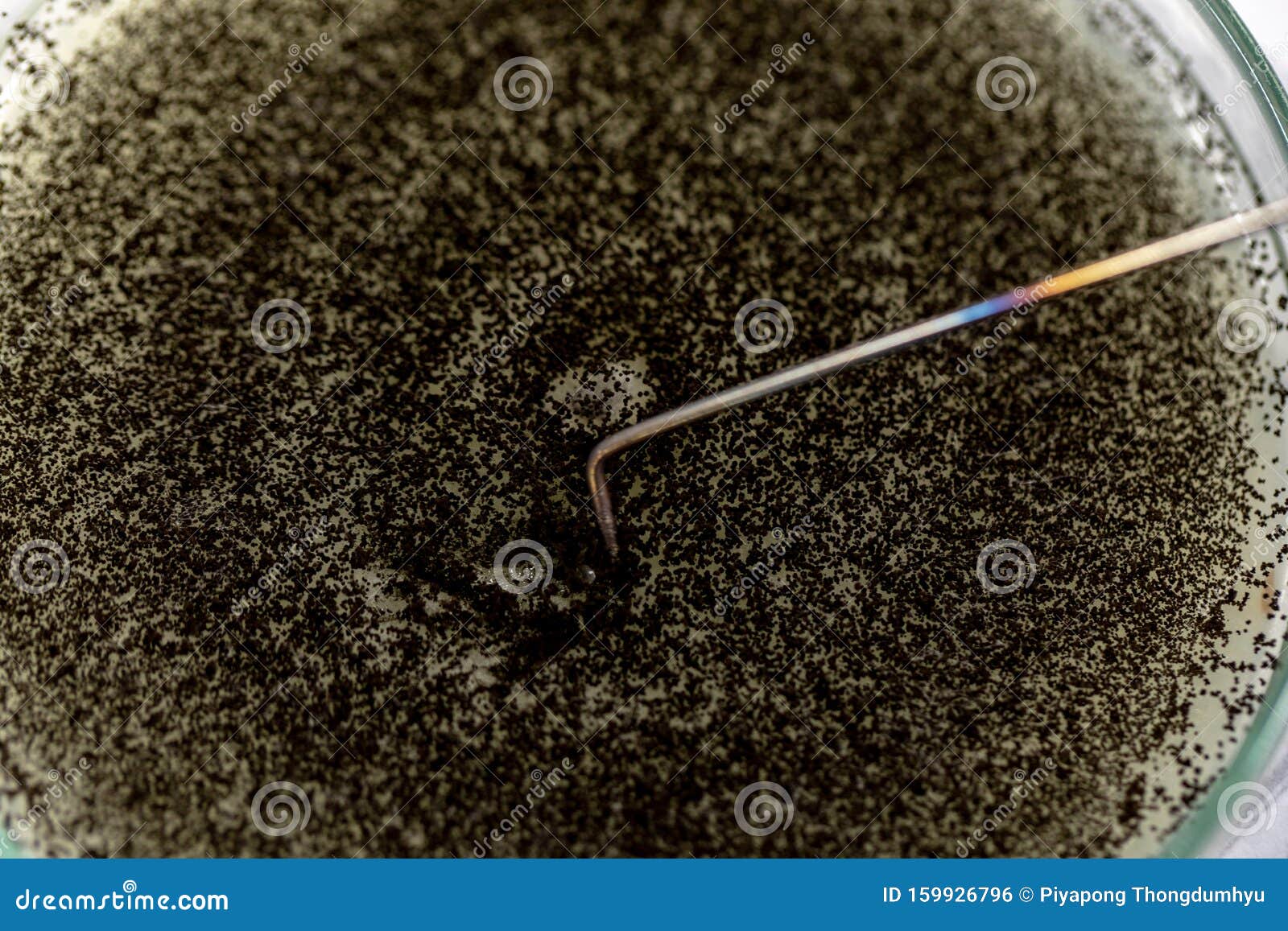 Rhizopus Bread Mold Under the Microscope. Stock Photo - Image of ...