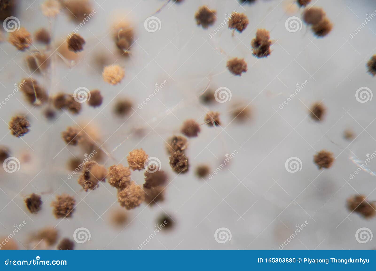 Rhizopus Bread Mold Under the Microscope. Stock Photo - Image of enzyme ...