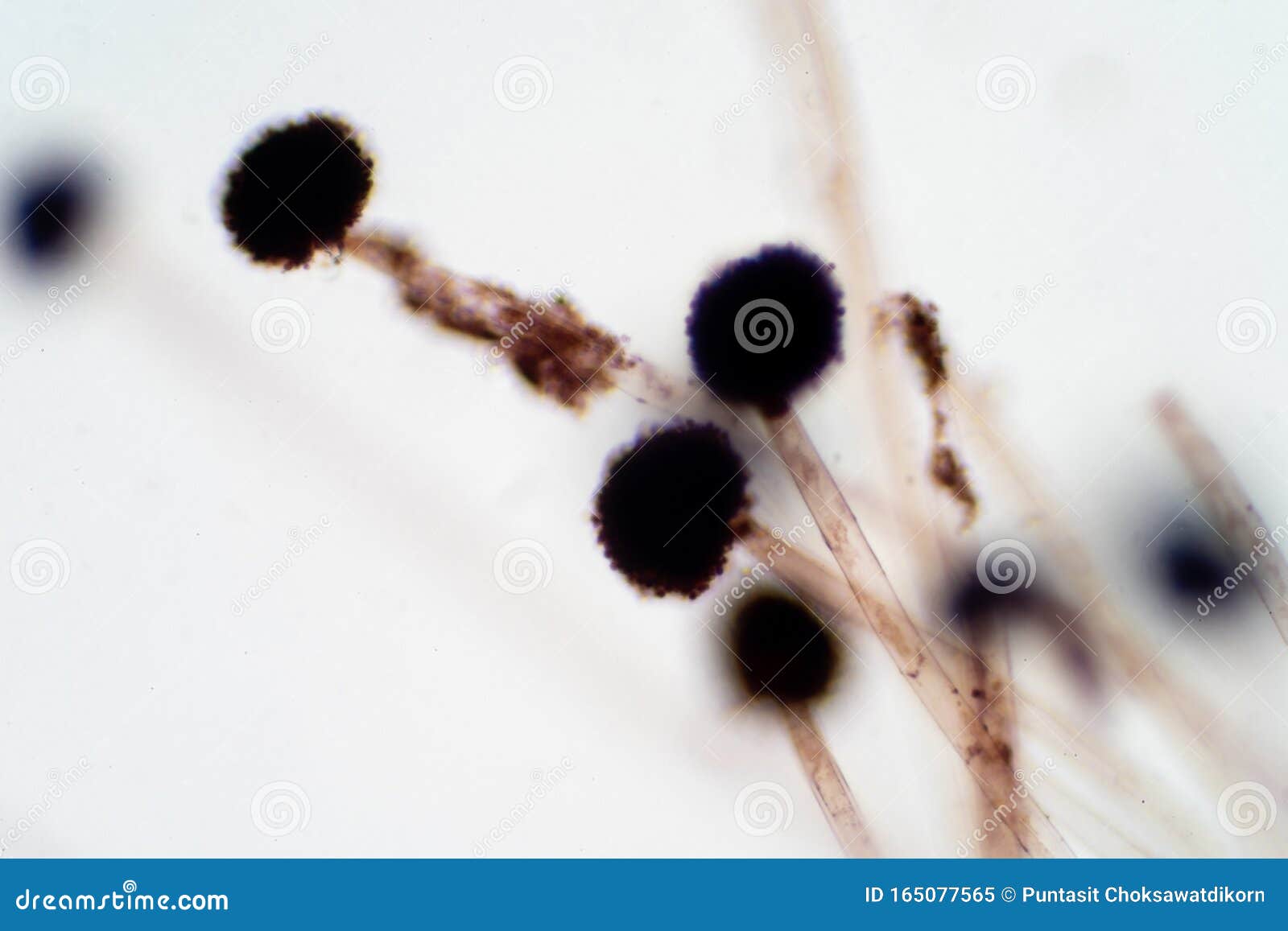 Rhizopus is a Genus of Common Saprophytic Fungi Stock Image - Image of ...