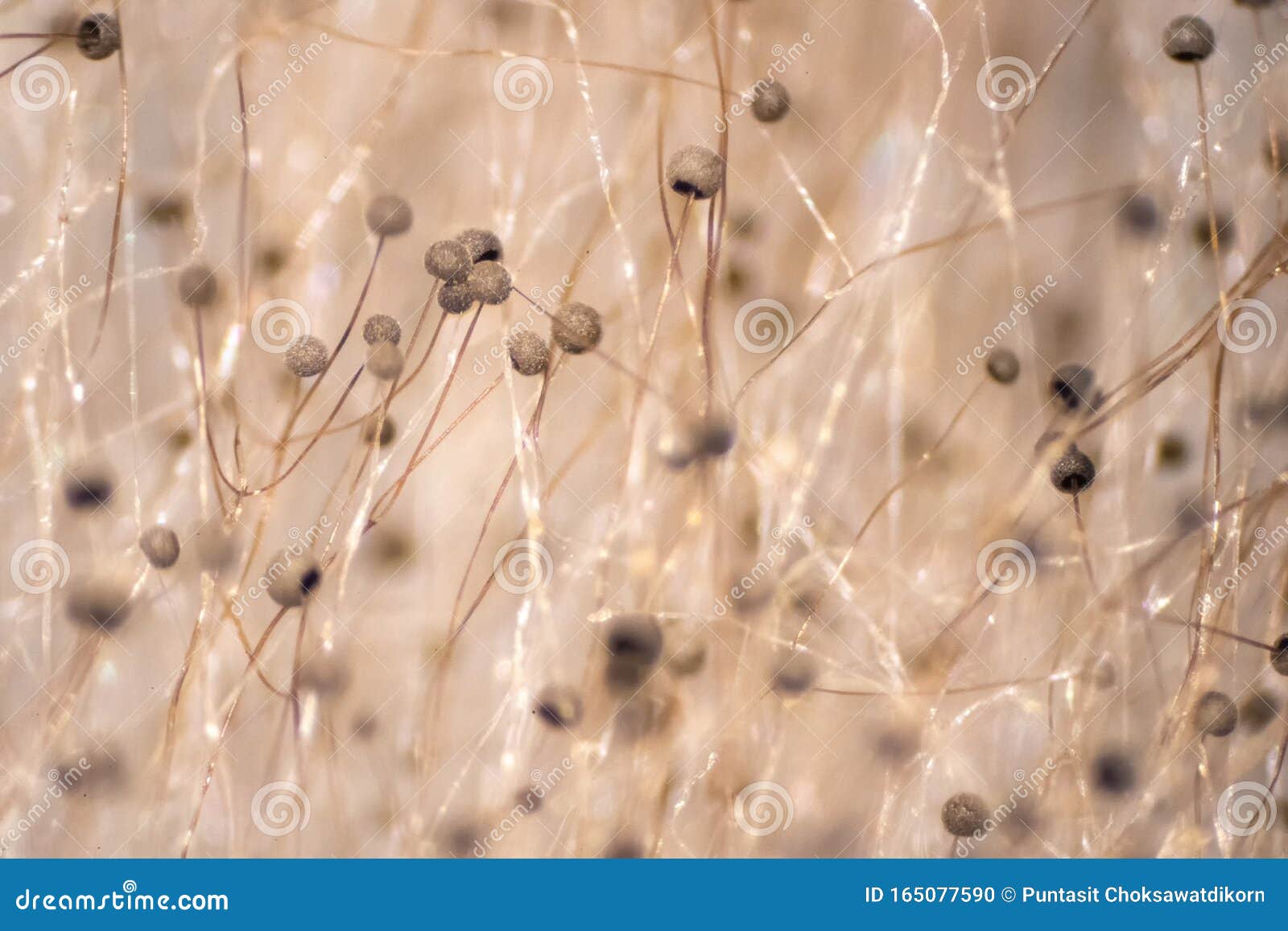 Rhizopus is a Genus of Common Saprophytic Fungi Stock Photo - Image of ...