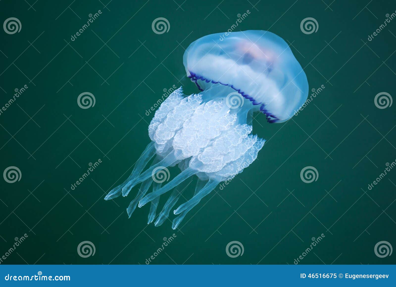 Rhizostoma Medusas Peligrosas Imagen de archivo - Imagen de cubo ...