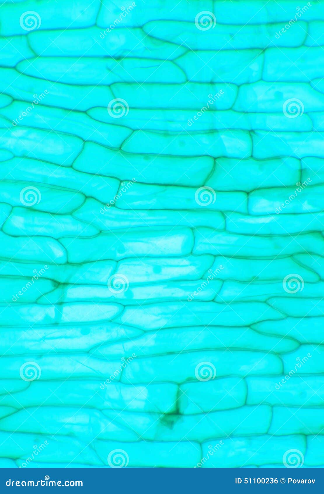 Rhode Flagellate Protozoa Under a Microscope (Allium Scale Euglena W.M ...