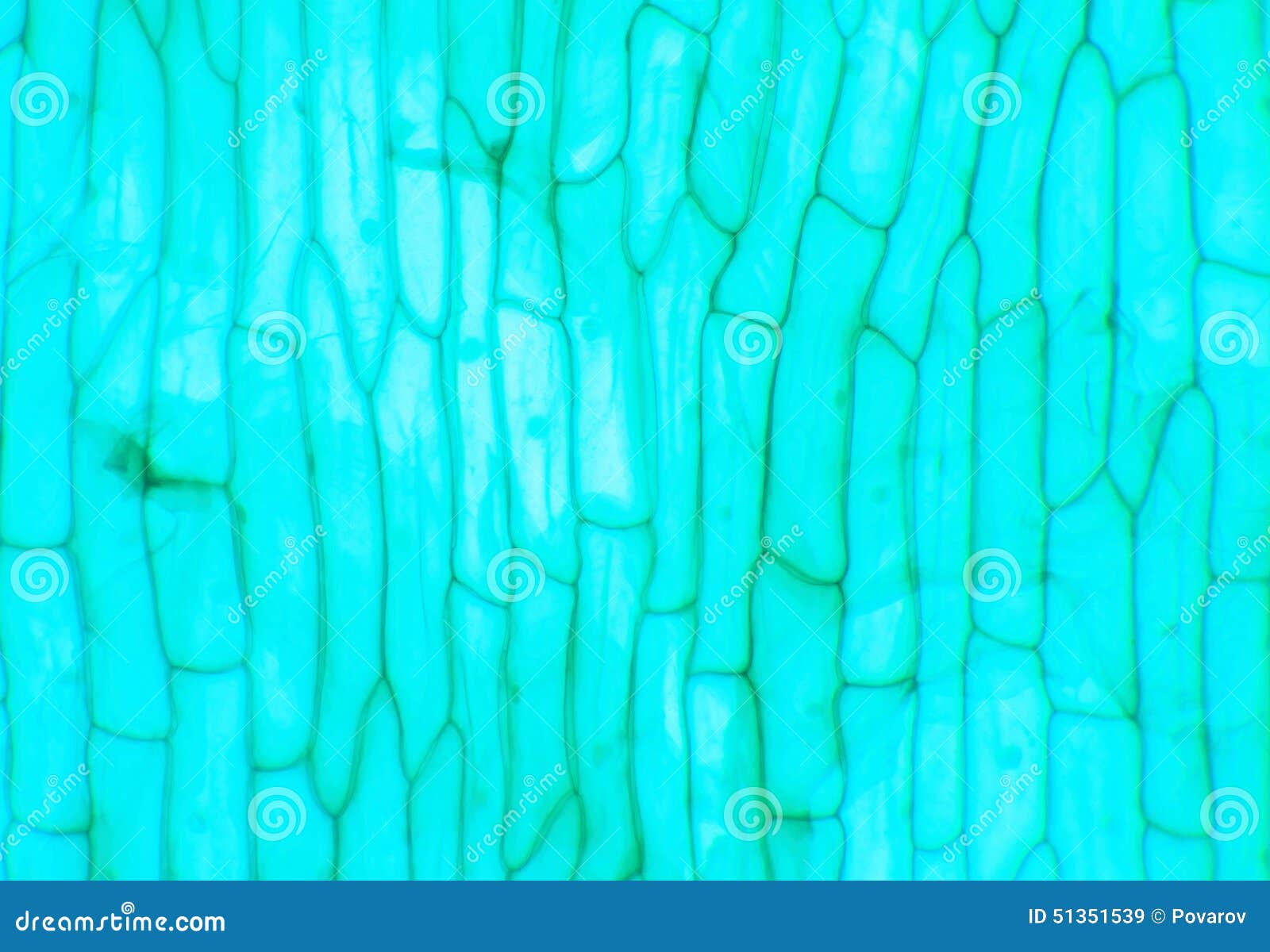 Rhode Flagellate Protozoa Under a Microscope (Allium Scale Euglena W.M ...