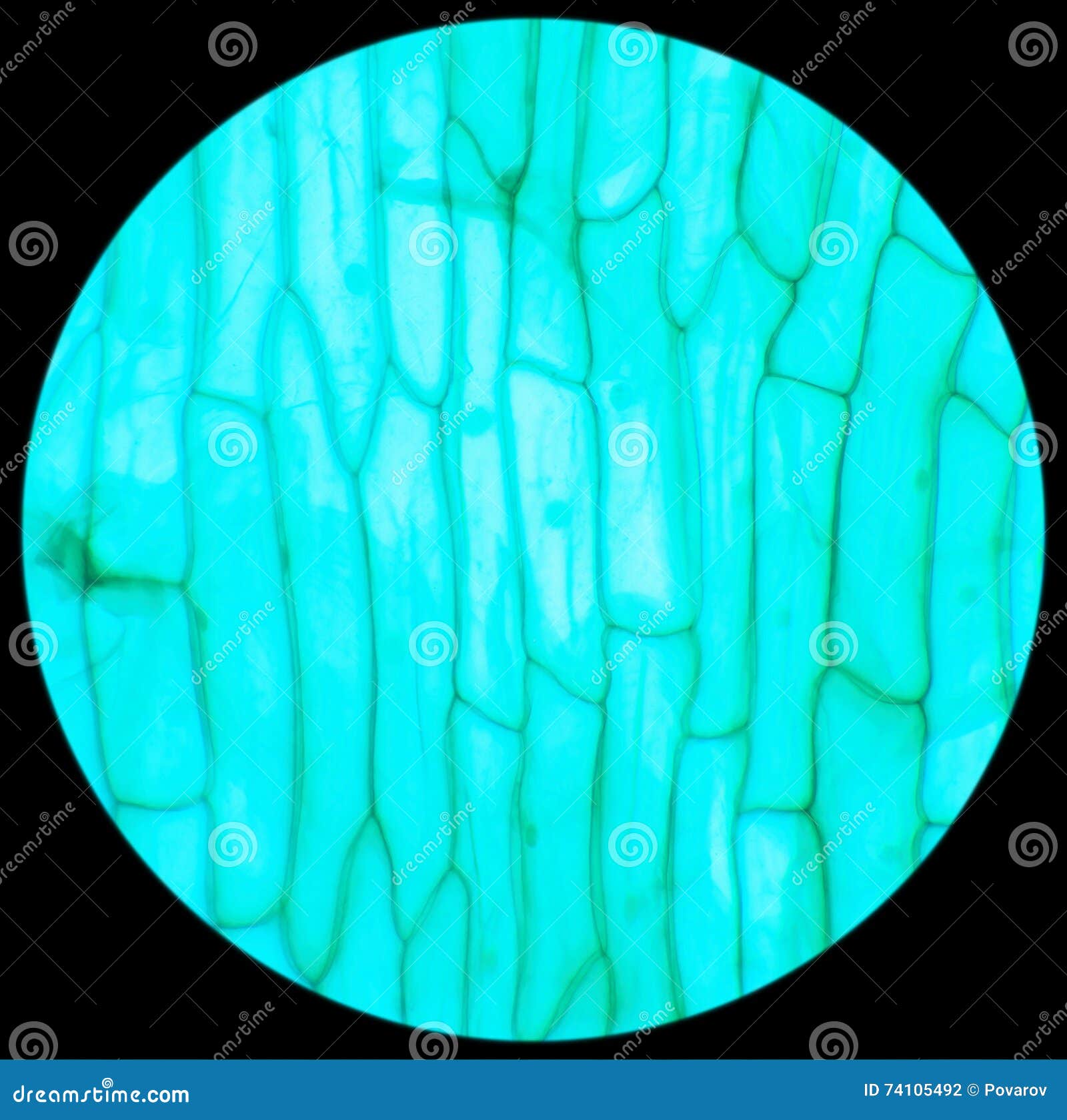 Flagellates Under Microscope