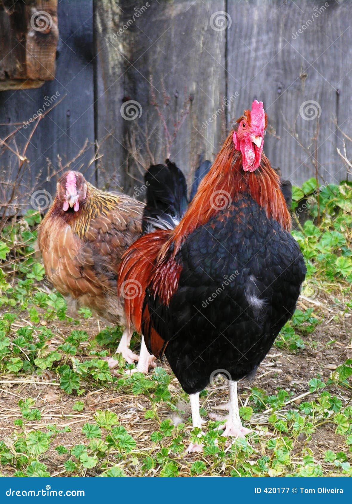 Rhode - Galo Do Vermelho Do Console Imagem de Stock - Imagem de aves ...