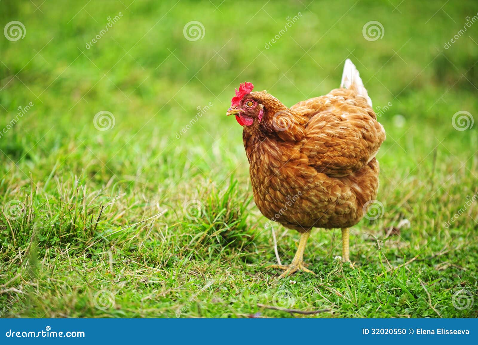 Rhode Island Red Chicken foto de archivo. Imagen de sostenible - 32020550