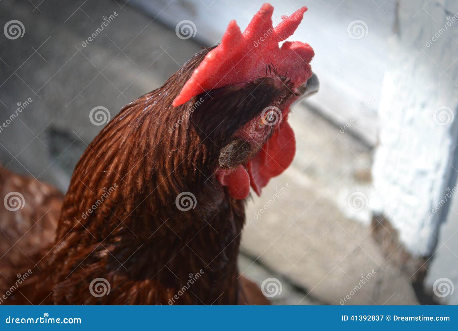 Rhode Island Red Chicken Comb Stock Image - Image of rhode, island ...