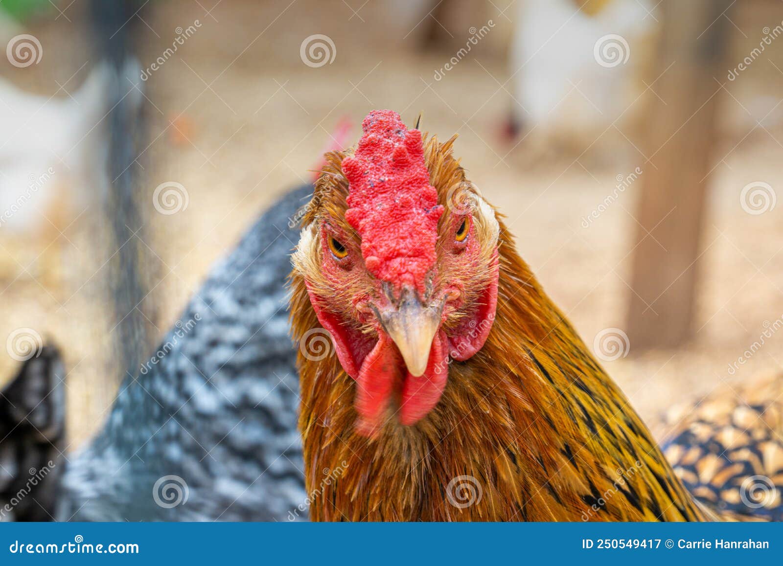 Rhode Island Red Chicken Comb Stock Image - Image of bird, outdoors ...