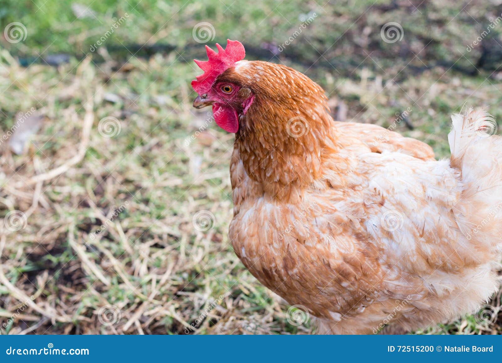Rhode Island Red Chicken (cropped) Stock Photo - Image of feathers ...