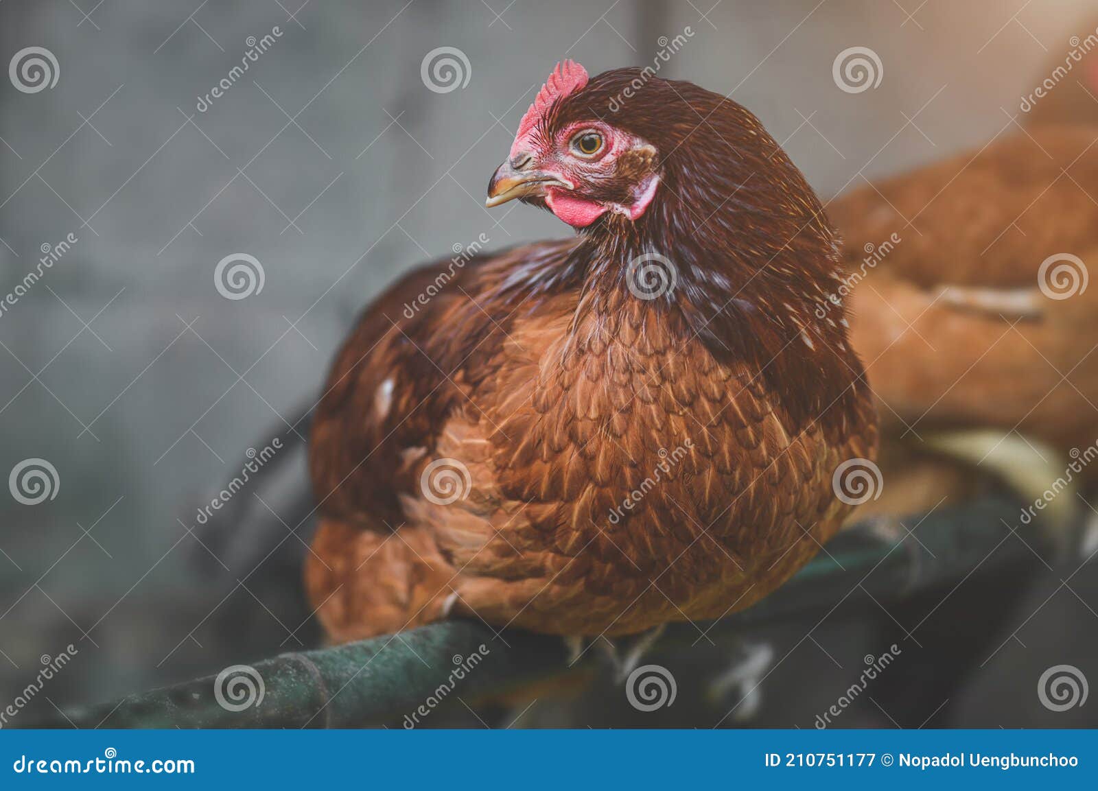 The Rhode Island Red Chicken Portrait Stock Image - Image of beak ...