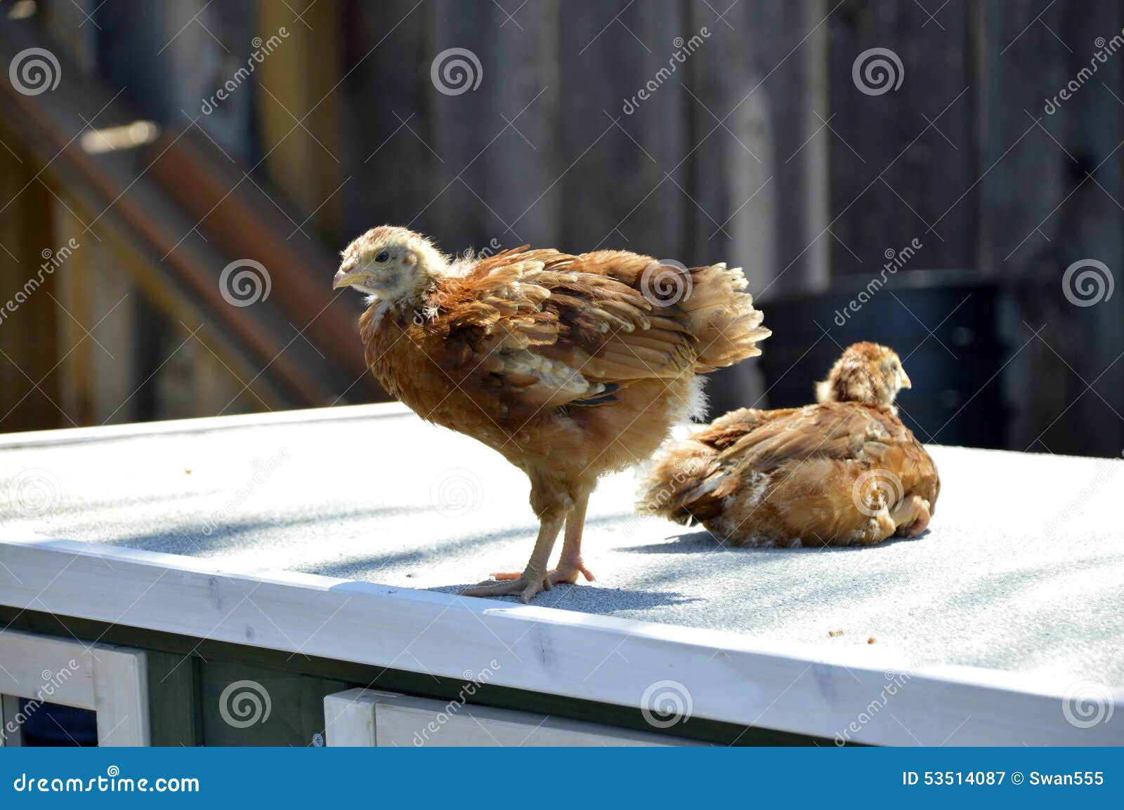 Rhode Island Red chicken stock image. Image of feathers - 53514087