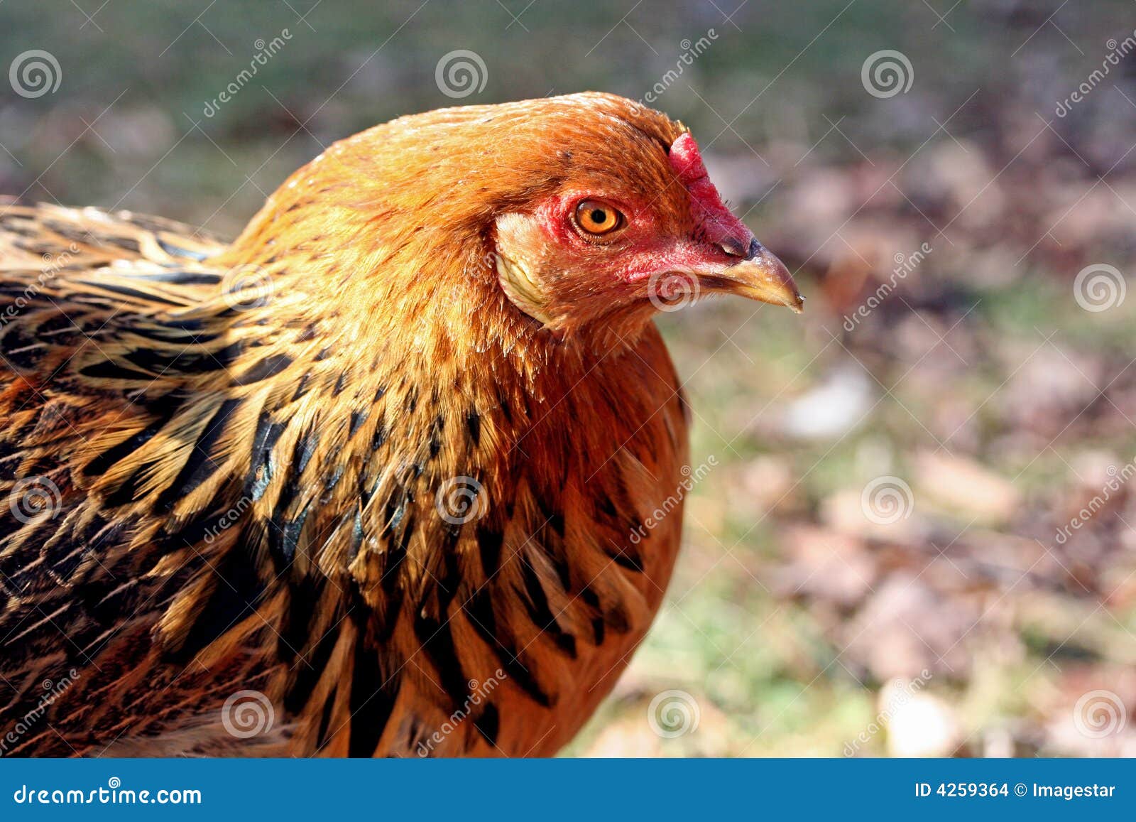 Rhode Island Red Hen stock photo. Image of rhode, beaks - 4259364