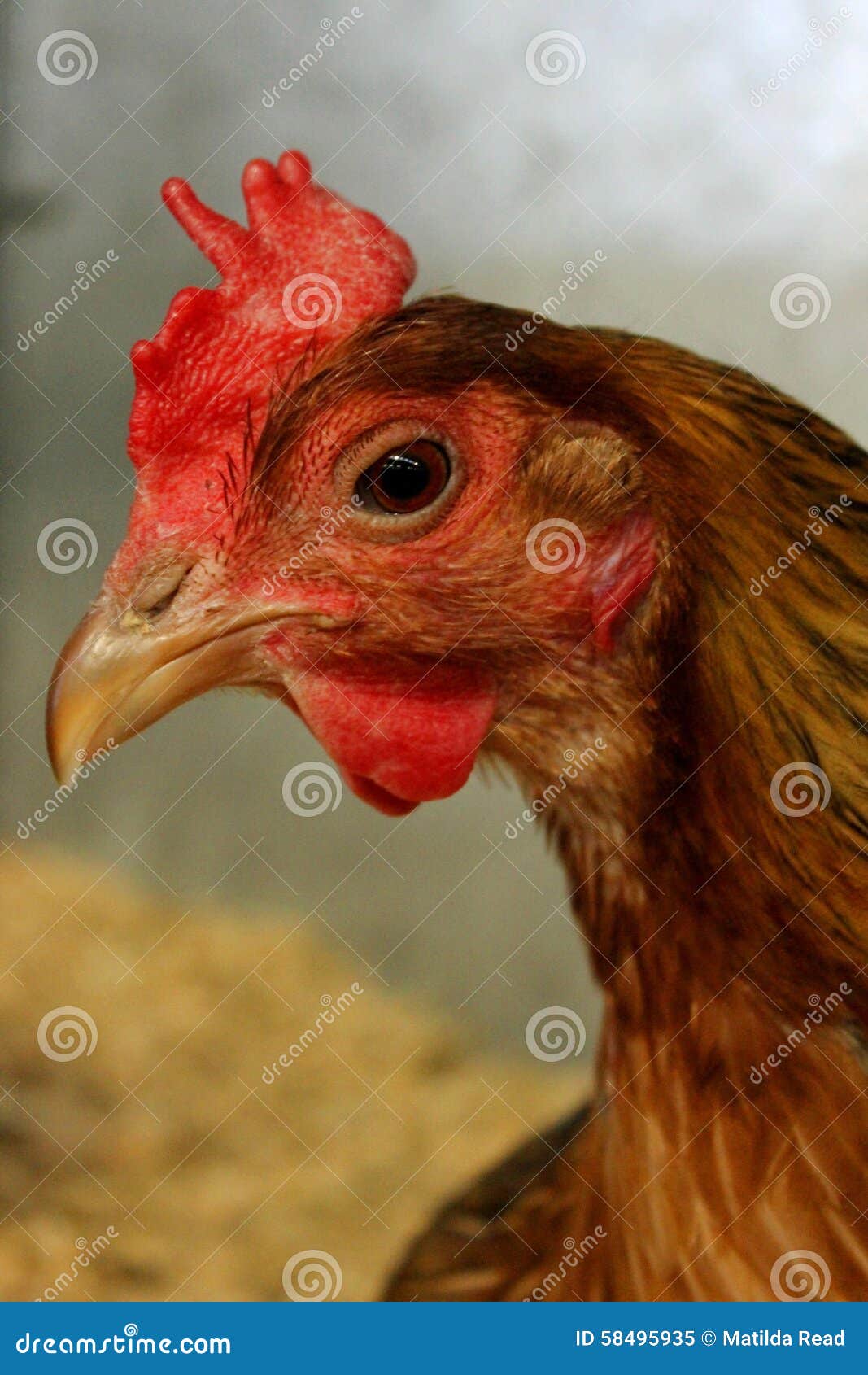 Rhode Island Red Hen image stock. Image du tête, île - 58495935
