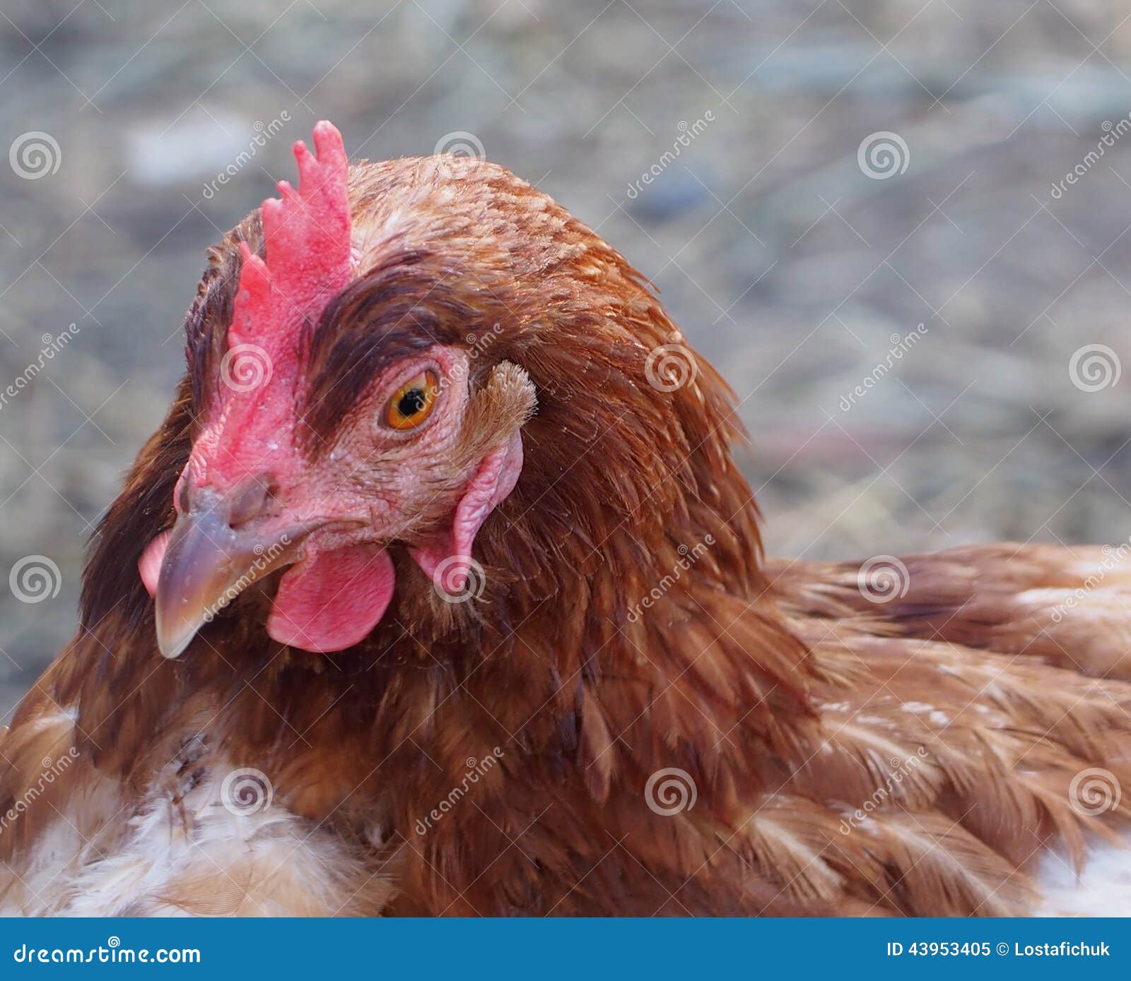 Rhode Island Red Hen stock image. Image of portrait, white - 43953405