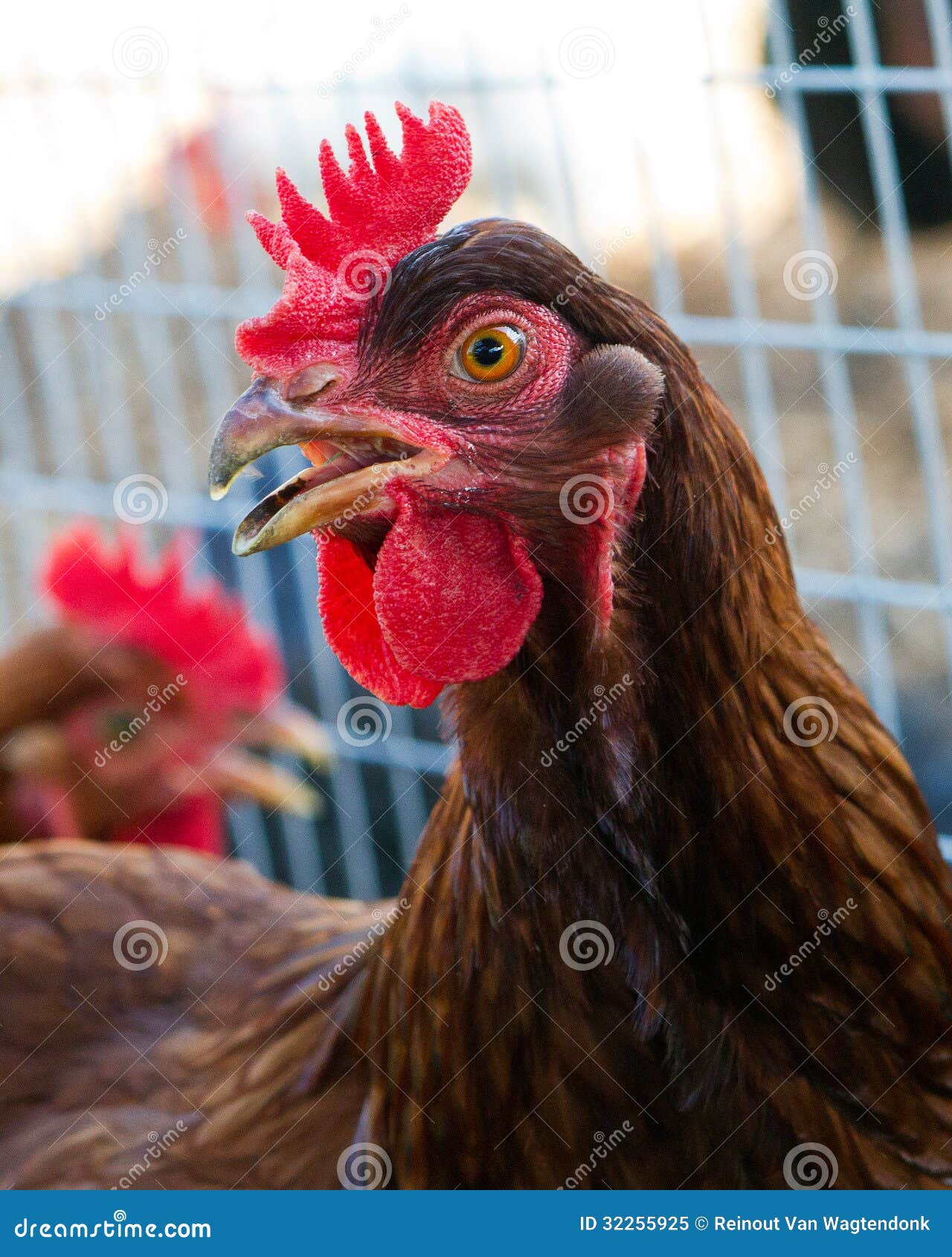 Rhode Island Red Hen Portrait Stock Image - Image of crest, chicken ...