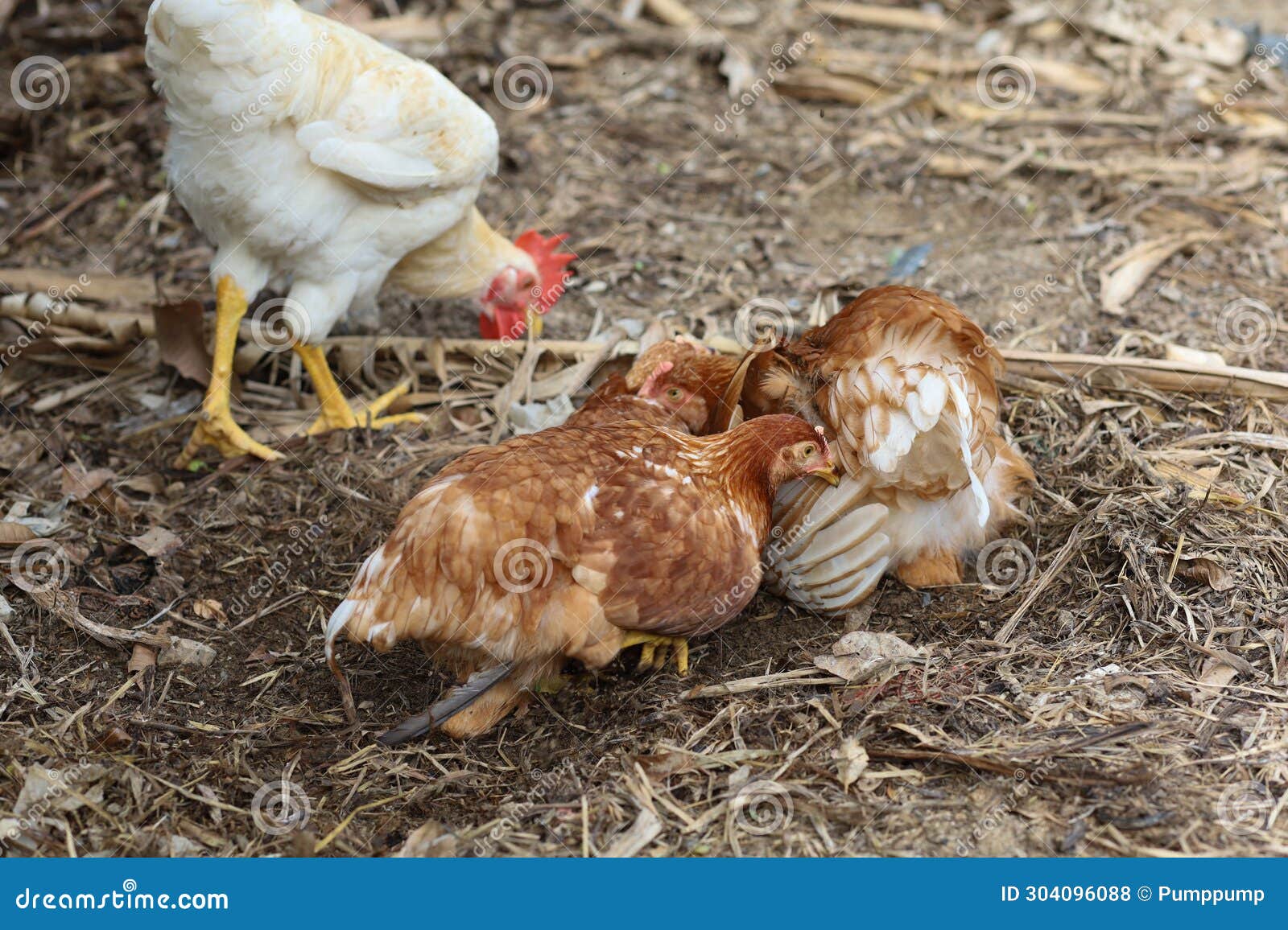 The Rhode Island Red Hen is Sleep and Rest on Floor in Garden Stock ...