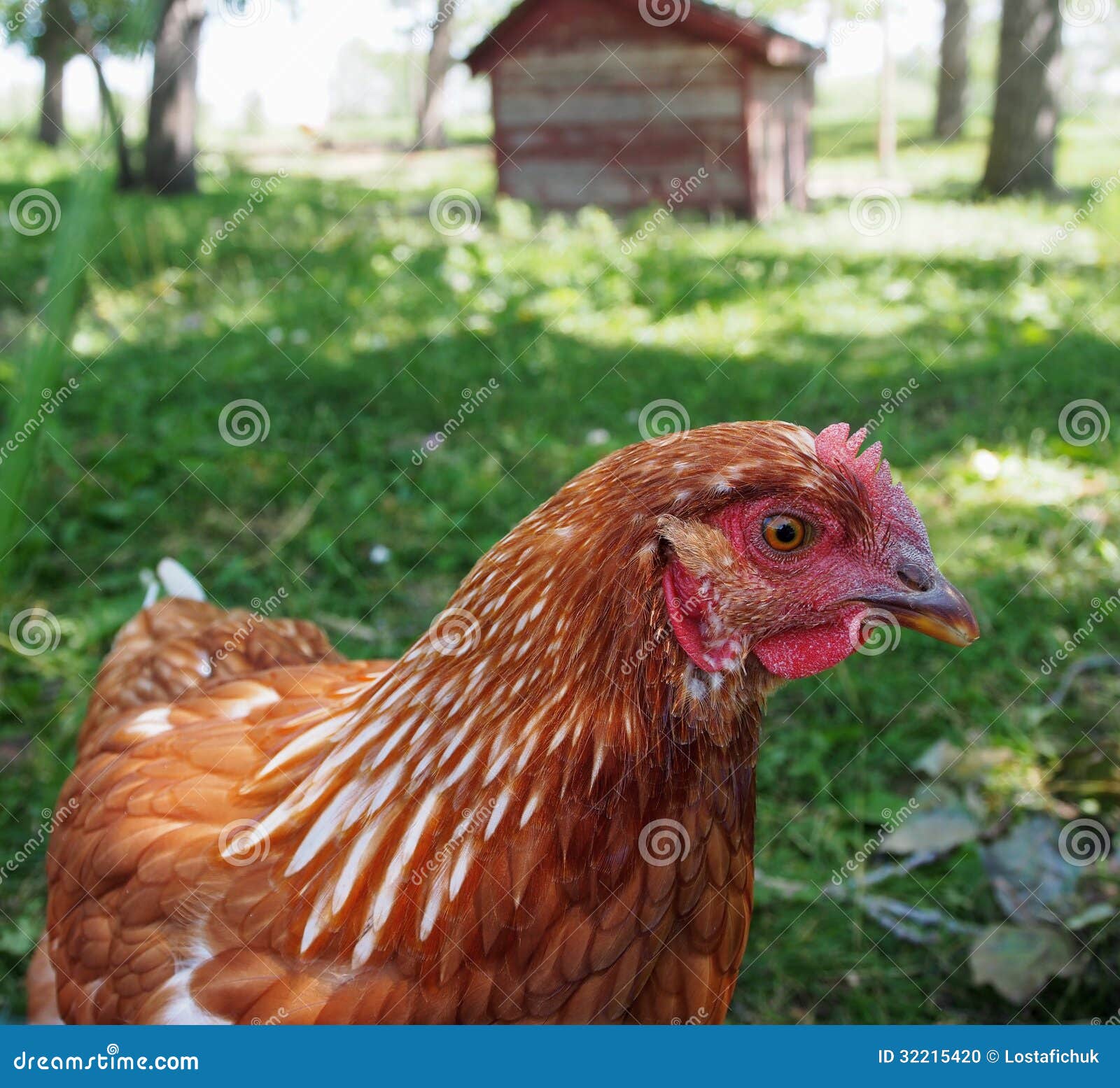 Rhode Island Red Hen stock photo. Image of bird, avian - 32215420