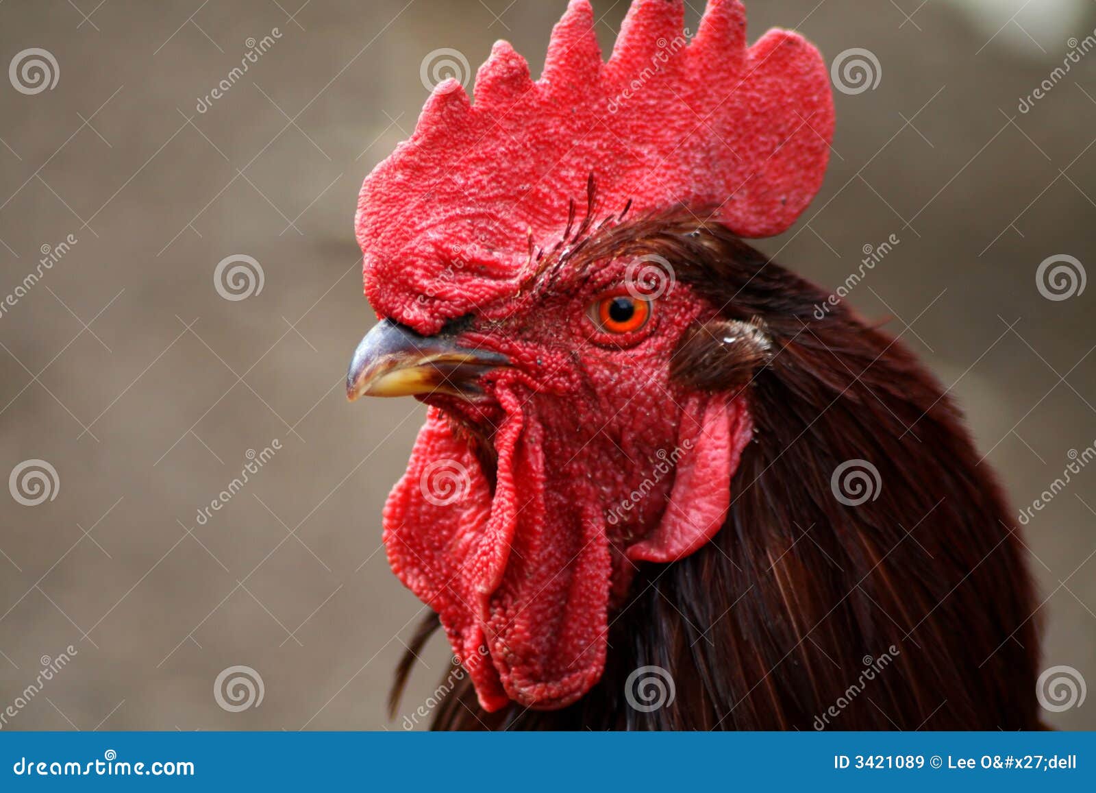 Rhode Island Red Rooster stock image. Image of bird, portrait - 3421089