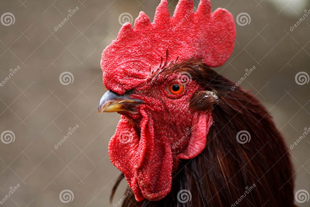 Rhode Island Red Rooster stock image. Image of bird, portrait - 3421089