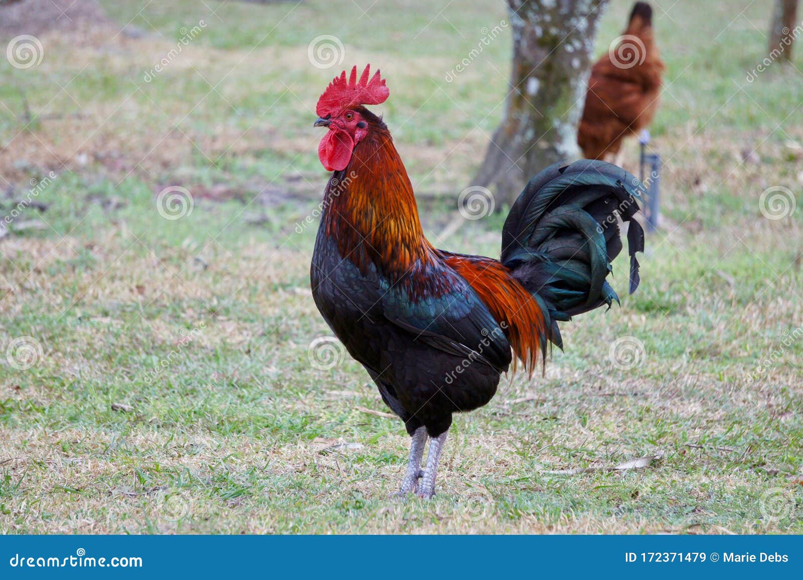 Rhode Island Red Rooster stock image. Image of food - 172371479