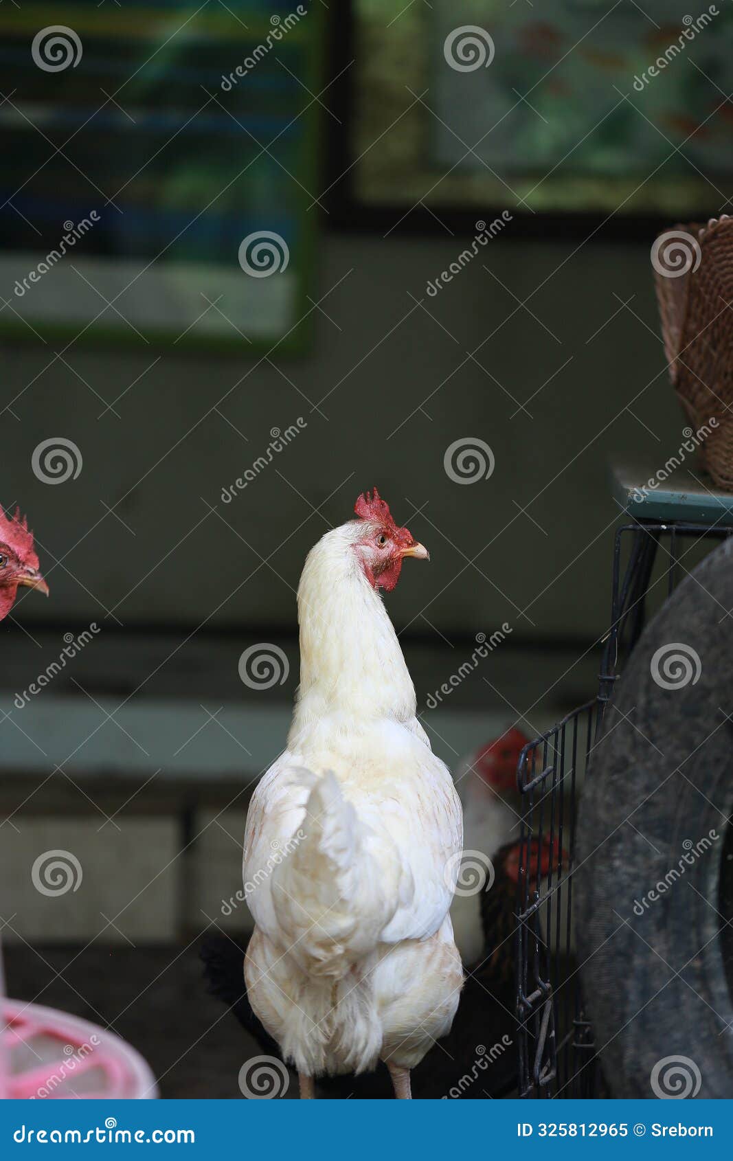 Rhode island white chicken stock image. Image of livestock - 325812965