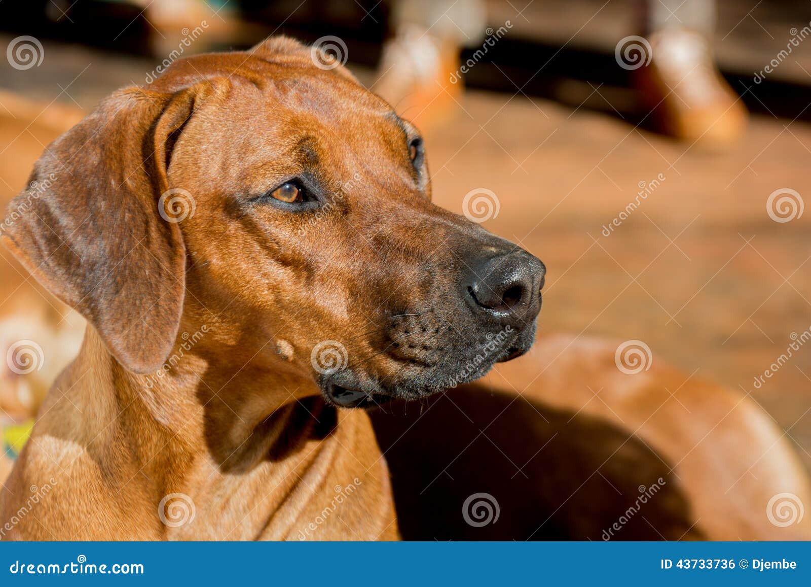 Rhodesian dog stock photo. Image of pedigree, nature - 43733736