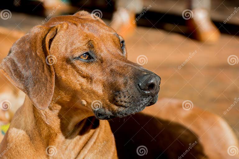 Rhodesian dog stock photo. Image of pedigree, nature - 43733736