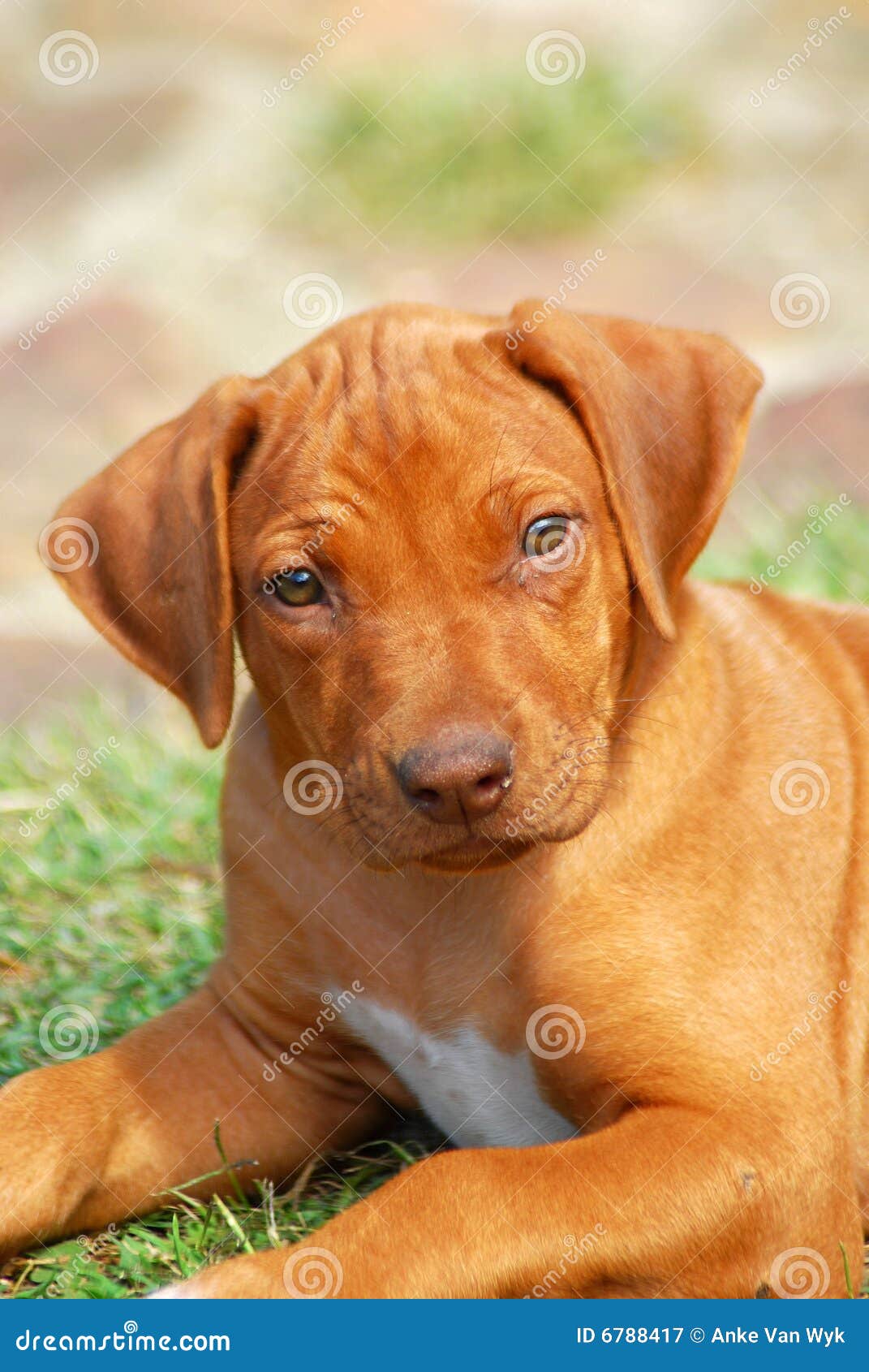 Rhodesian hound puppy stock image. Image of outdoor, observant - 6788417