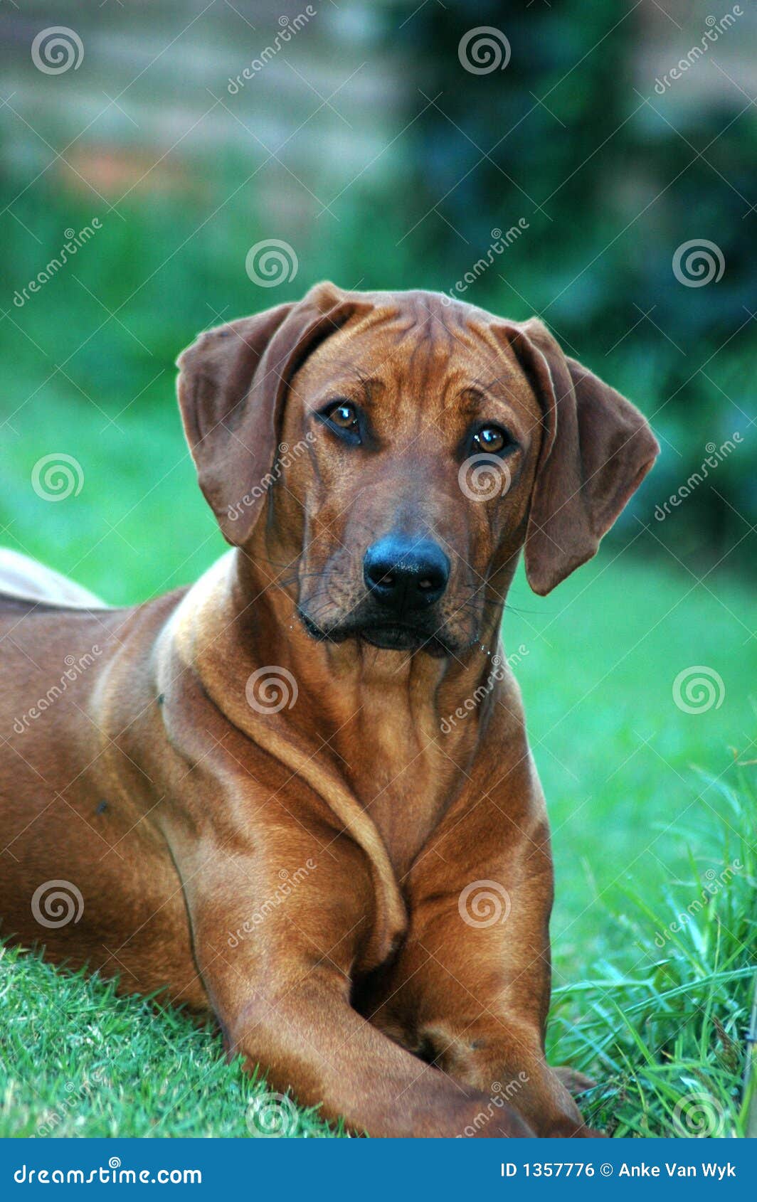 Rhodesian Rdigeback foto de archivo. Imagen de mirada - 1357776