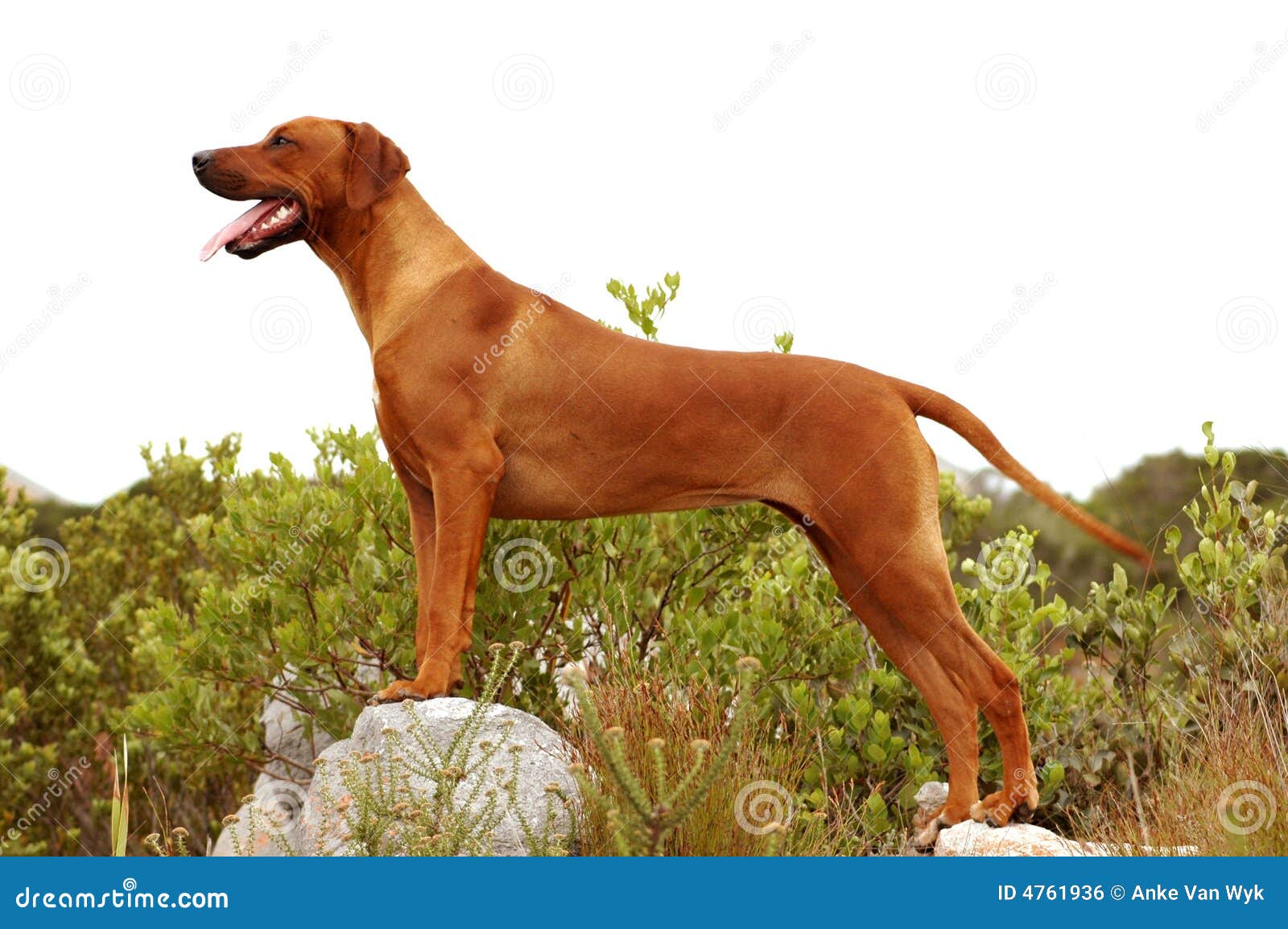 Rhodesian Ridgback posing stock photo. Image of nature - 4761936