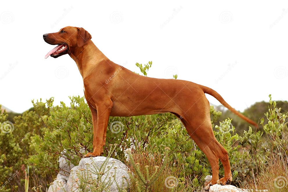 Rhodesian Ridgback posing stock photo. Image of nature - 4761936
