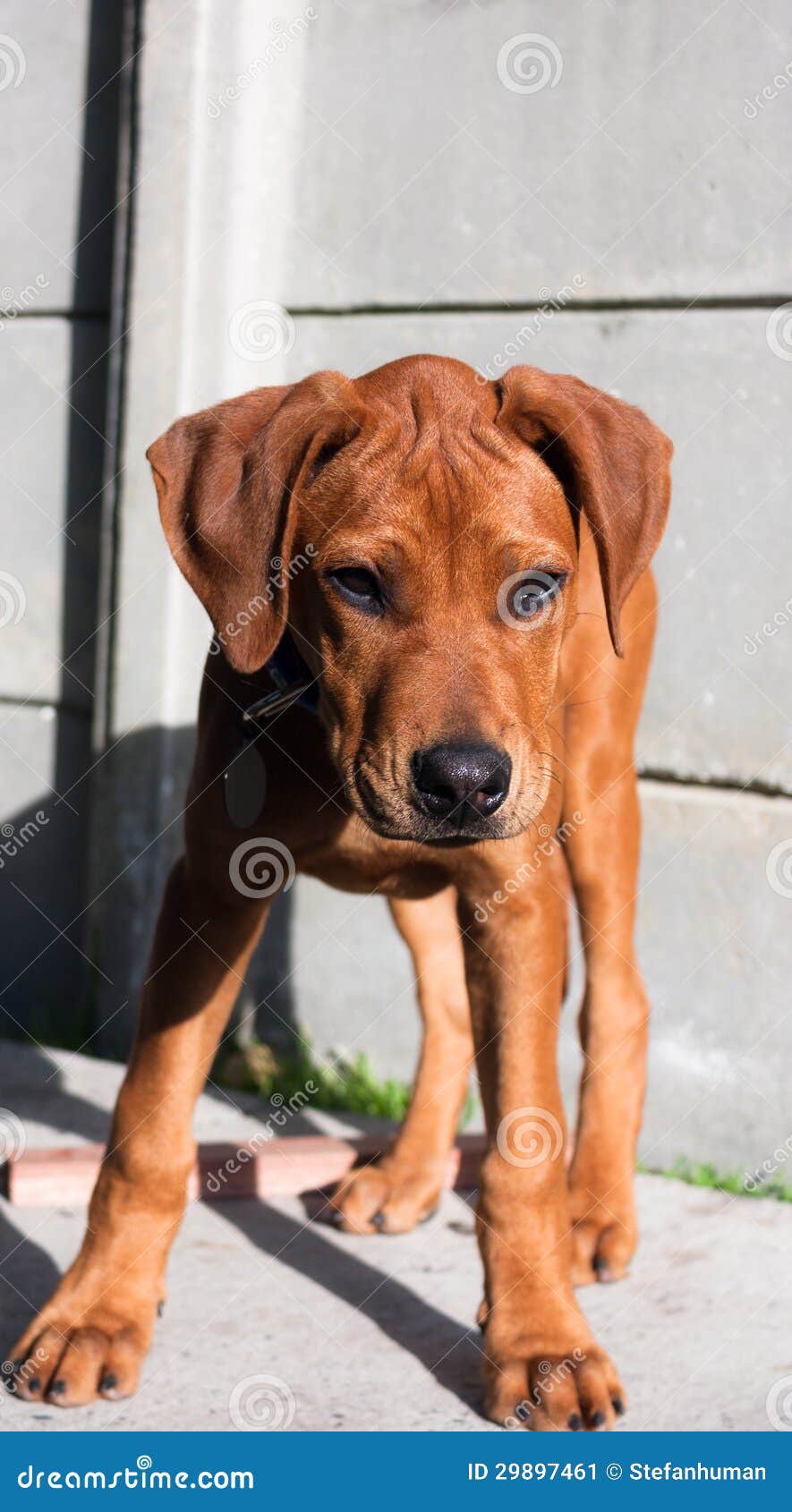 Puppy trying to intimidate stock image. Image of small - 29897461