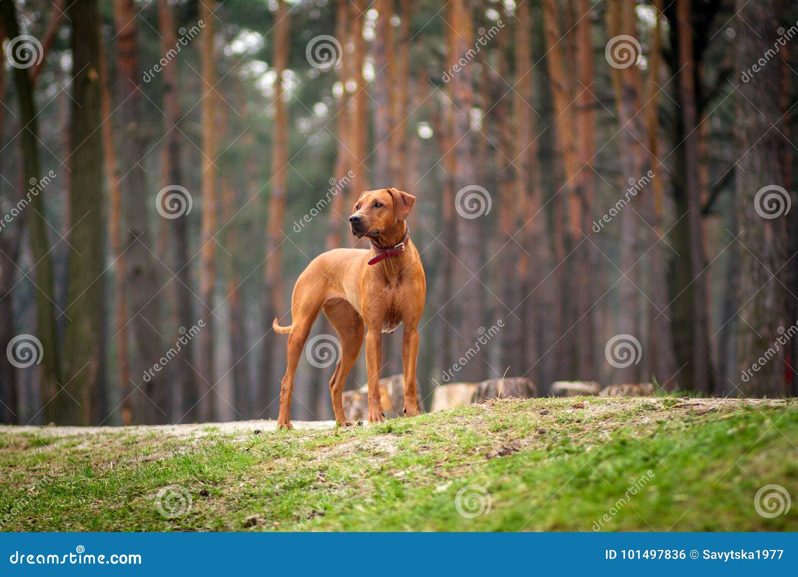 Rhodesian Ridgeback stockfoto. Bild von rostbraun, rhodesian - 101497836