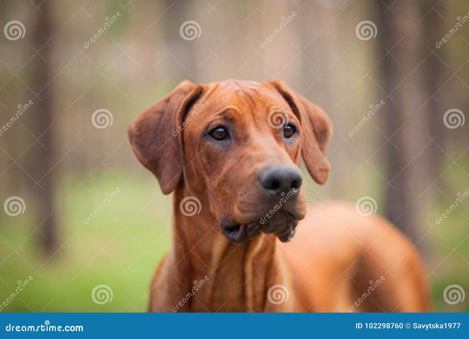 Rhodesian Ridgeback foto de archivo. Imagen de standing - 102298760