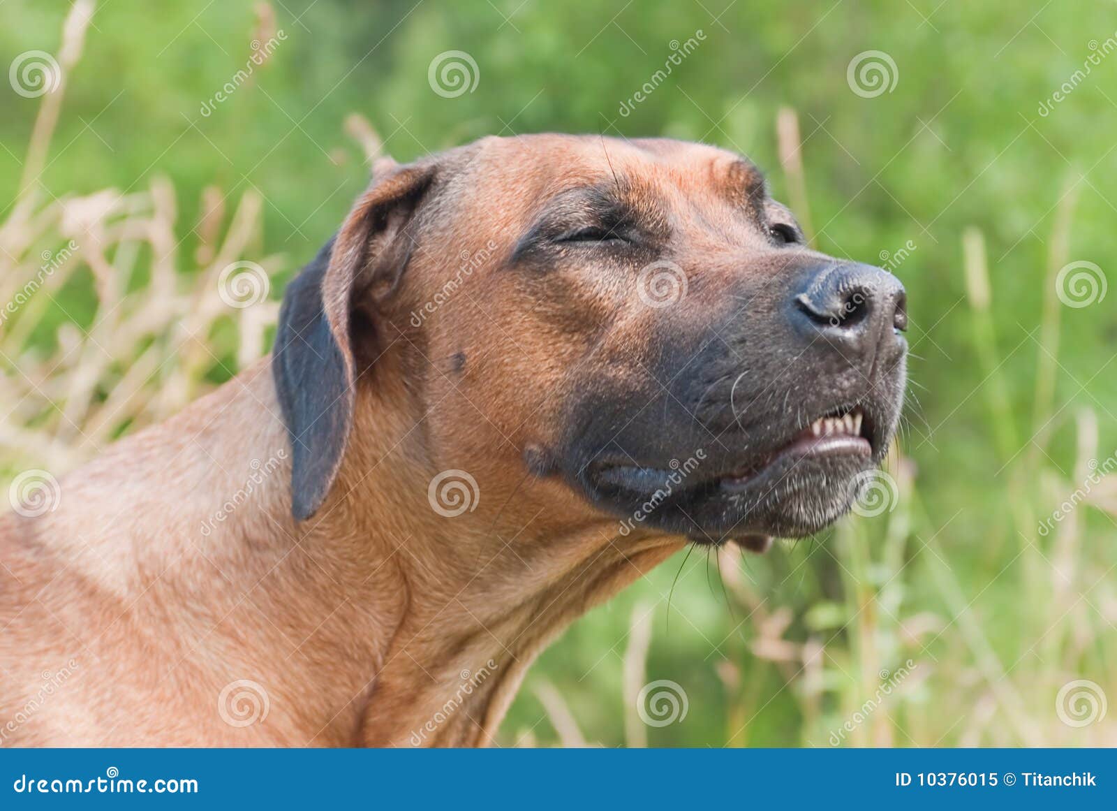Rhodesian Ridgeback Royalty Free Stock Photo - Image: 10376015