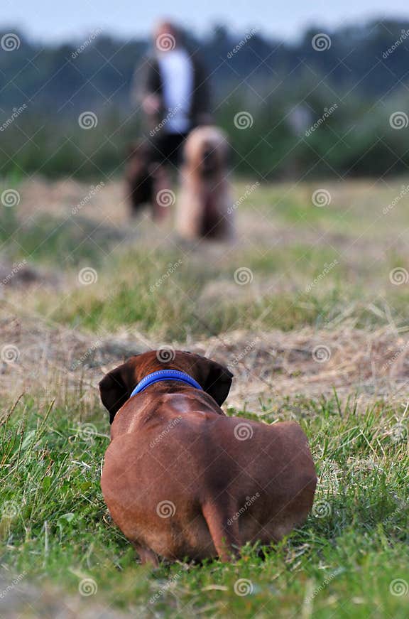 Rhodesian Ridgeback stock image. Image of walking, attack - 10774387