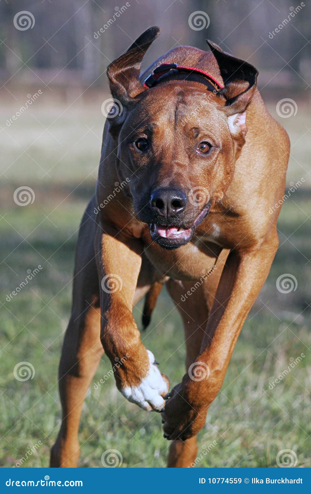 Rhodesian Ridgeback stock image. Image of jumps, ridgeback - 10774559