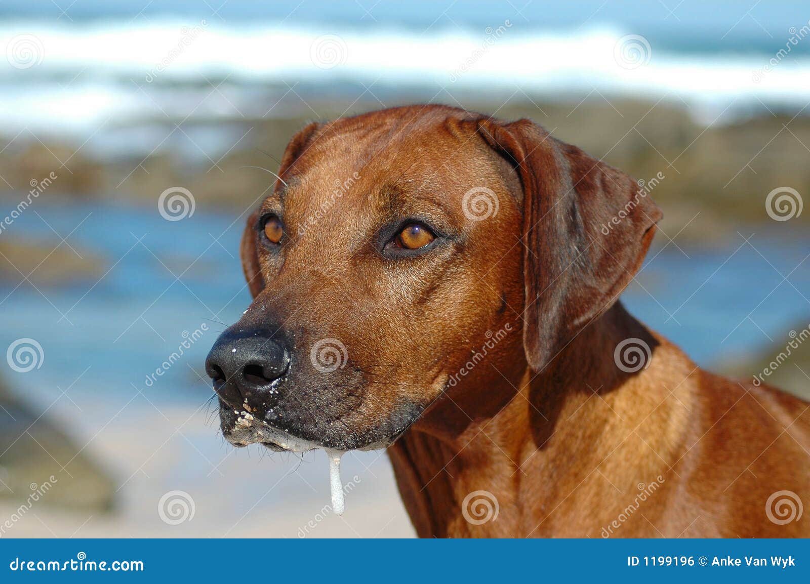Rhodesian Ridgeback stock photo. Image of alert, head - 1199196