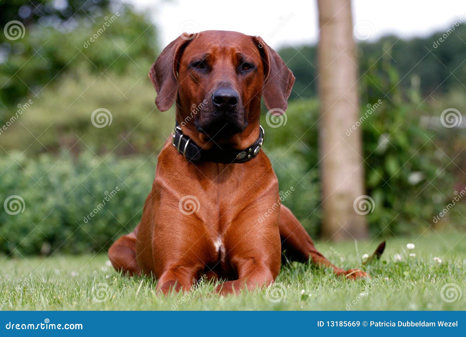 Rhodesian Ridgeback imagen de archivo. Imagen de fuerte - 13185669