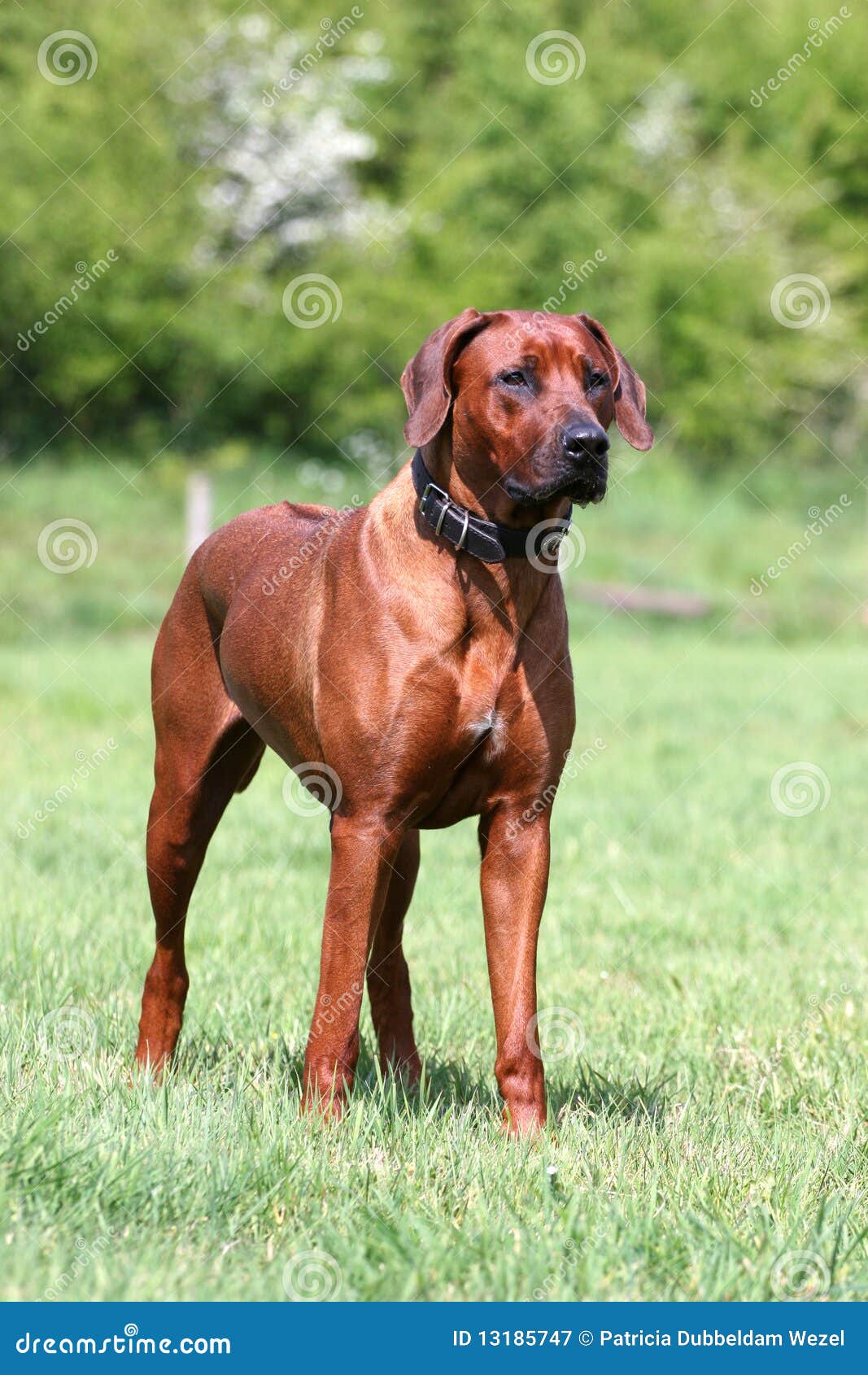 Rhodesian Ridgeback stock image. Image of family, south - 13185747
