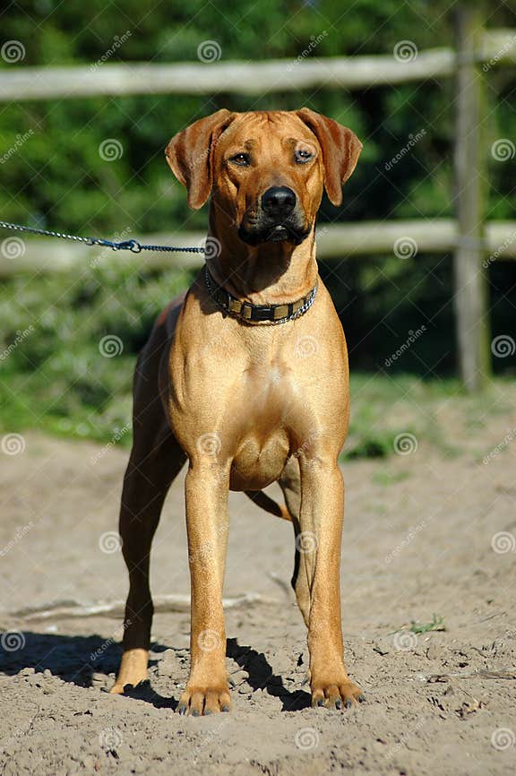 Rhodesian Ridgeback stock photo. Image of farm, breeds - 1323878