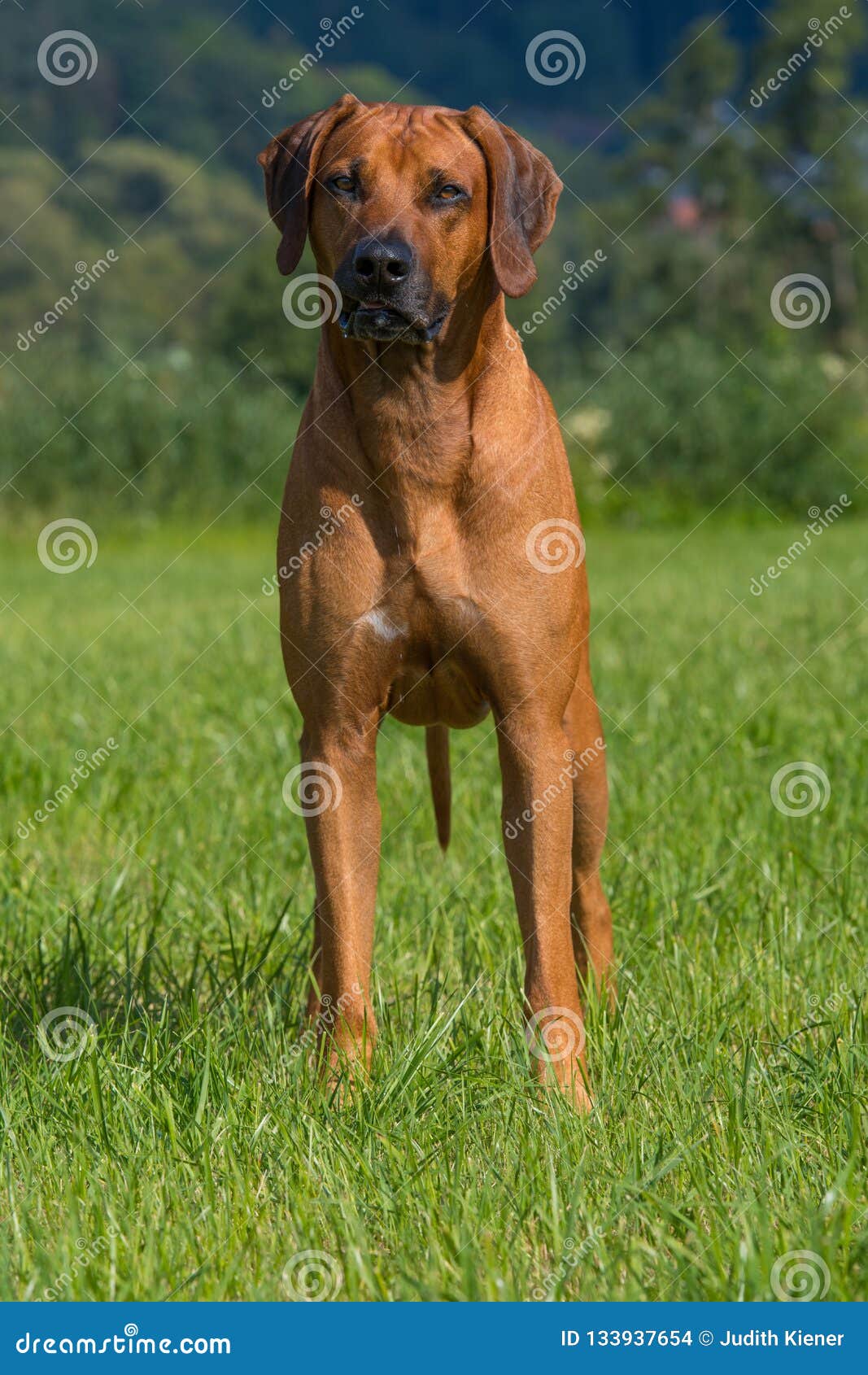 Rhodesian Ridgeback Standing in a Summer Meadow Stock Photo - Image of ...