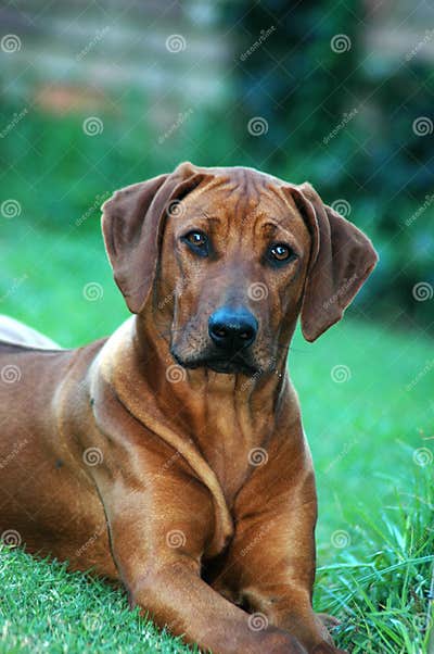 Rhodesian Ridgeback stock photo. Image of expression, cute - 1357776