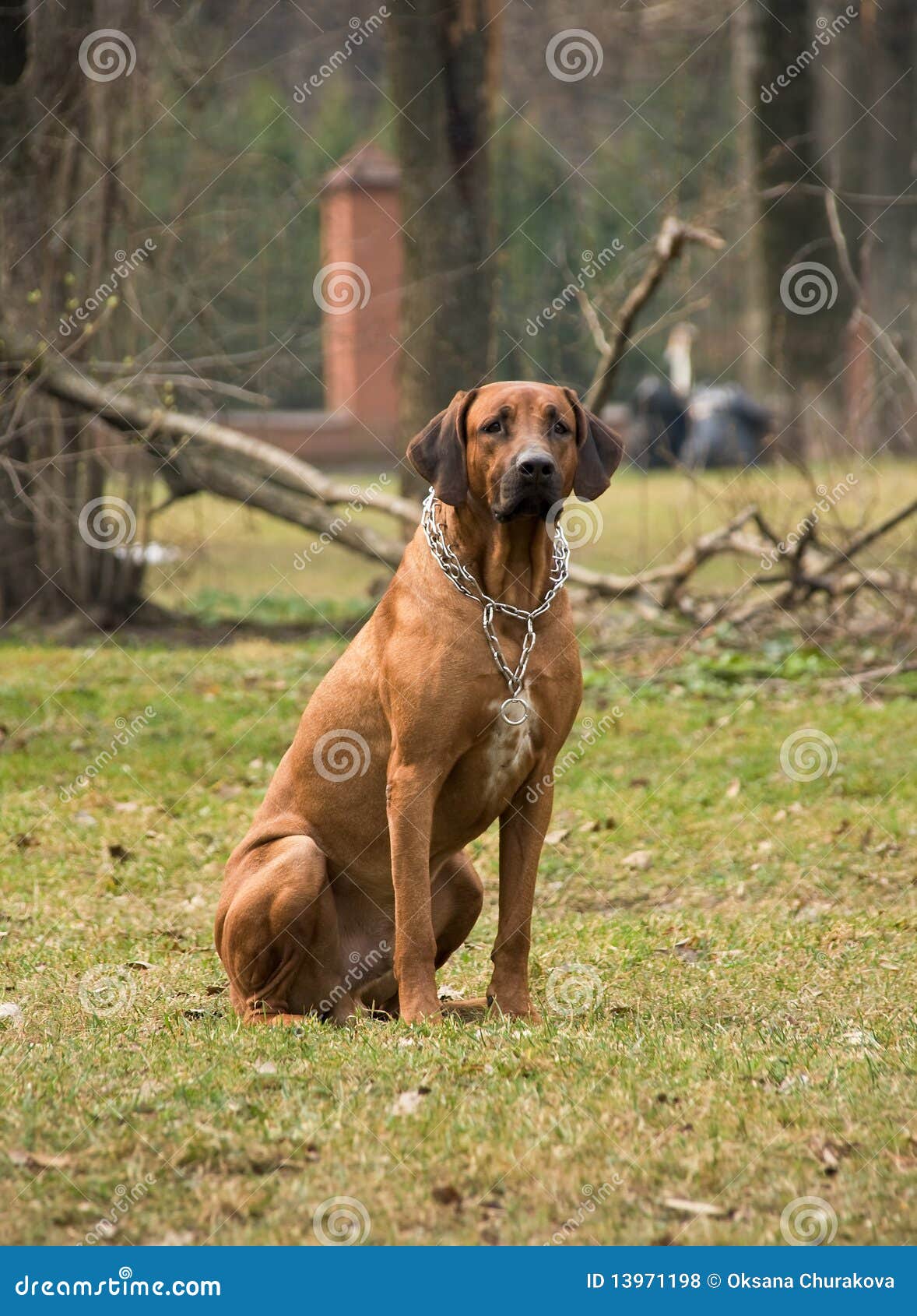 Rhodesian Ridgeback stock photo. Image of pets, obedience - 13971198