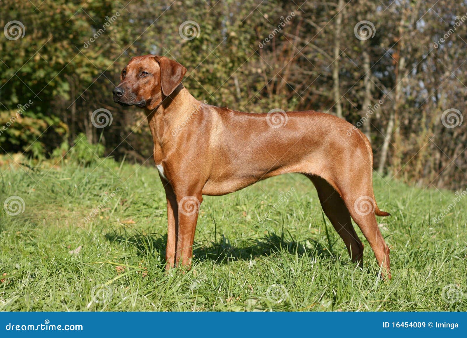 Rhodesian ridgeback stock image. Image of rhodesian, nature - 16454009
