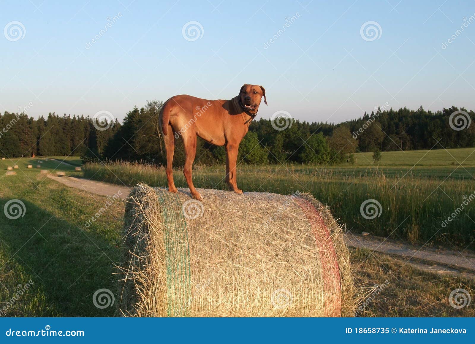 Rhodesian Ridgeback stock image. Image of gaze, carnivore - 18658735