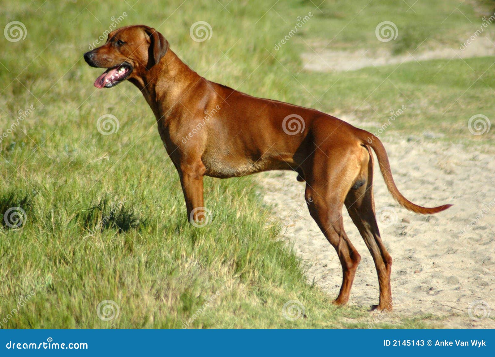 Rhodesian Ridgeback stock image. Image of boned, bred - 2145143